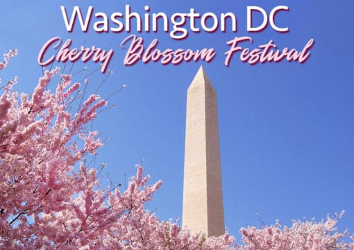 5 Reasons to Visit the Cherry Blossom Festival in Washington DC ...