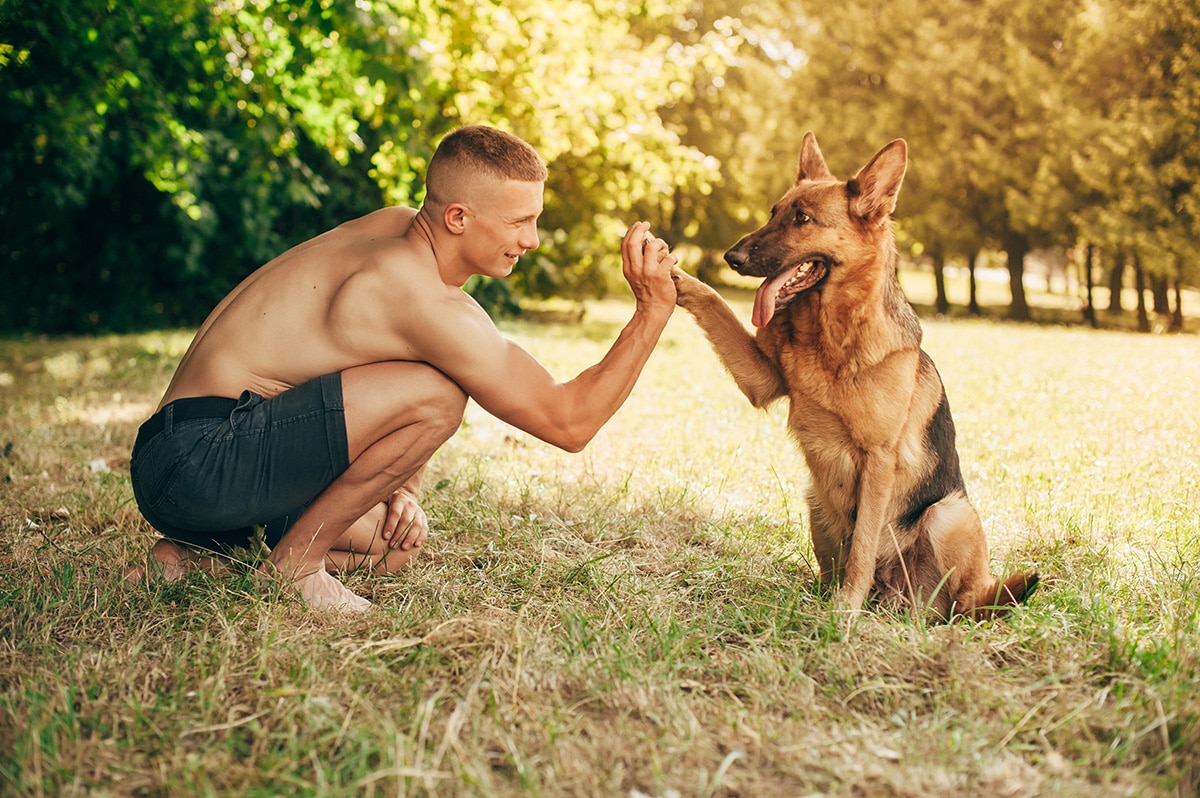 5 Amazing German Shepherd Qualities - Americaware